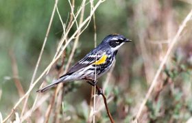 ENVIRONMENTAL – Specpro-Inc